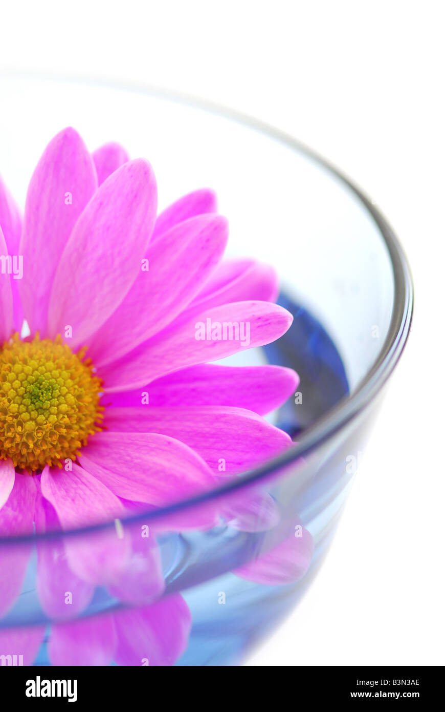 Closeup of pink flower blossom floating in water Stock Photo - Alamy
