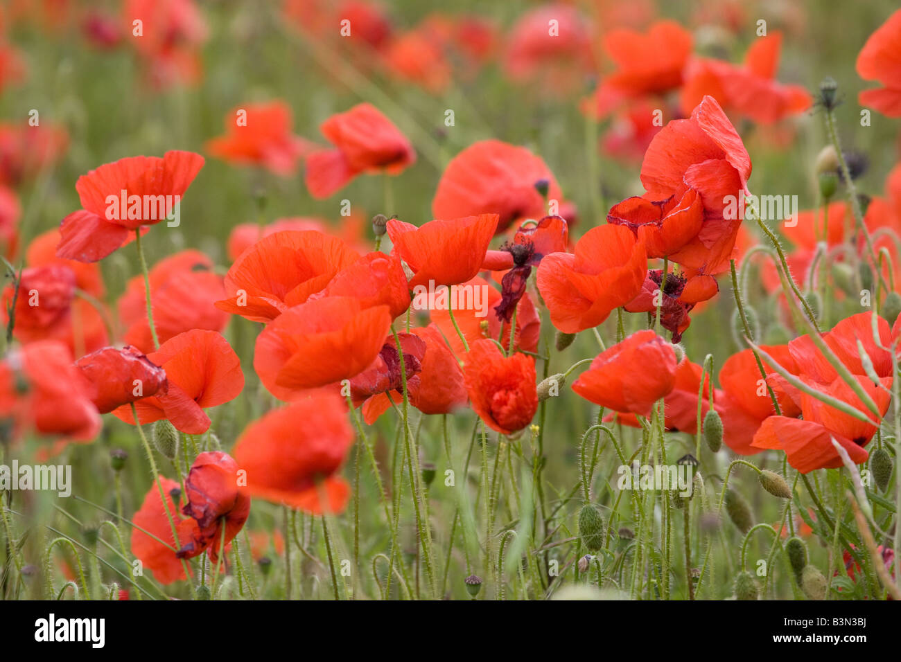 Field of poppies in the Norfolk Countryside Stock Photo - Alamy