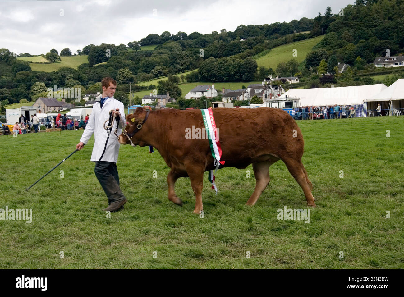Prizewinning cow hi-res stock photography and images - Alamy