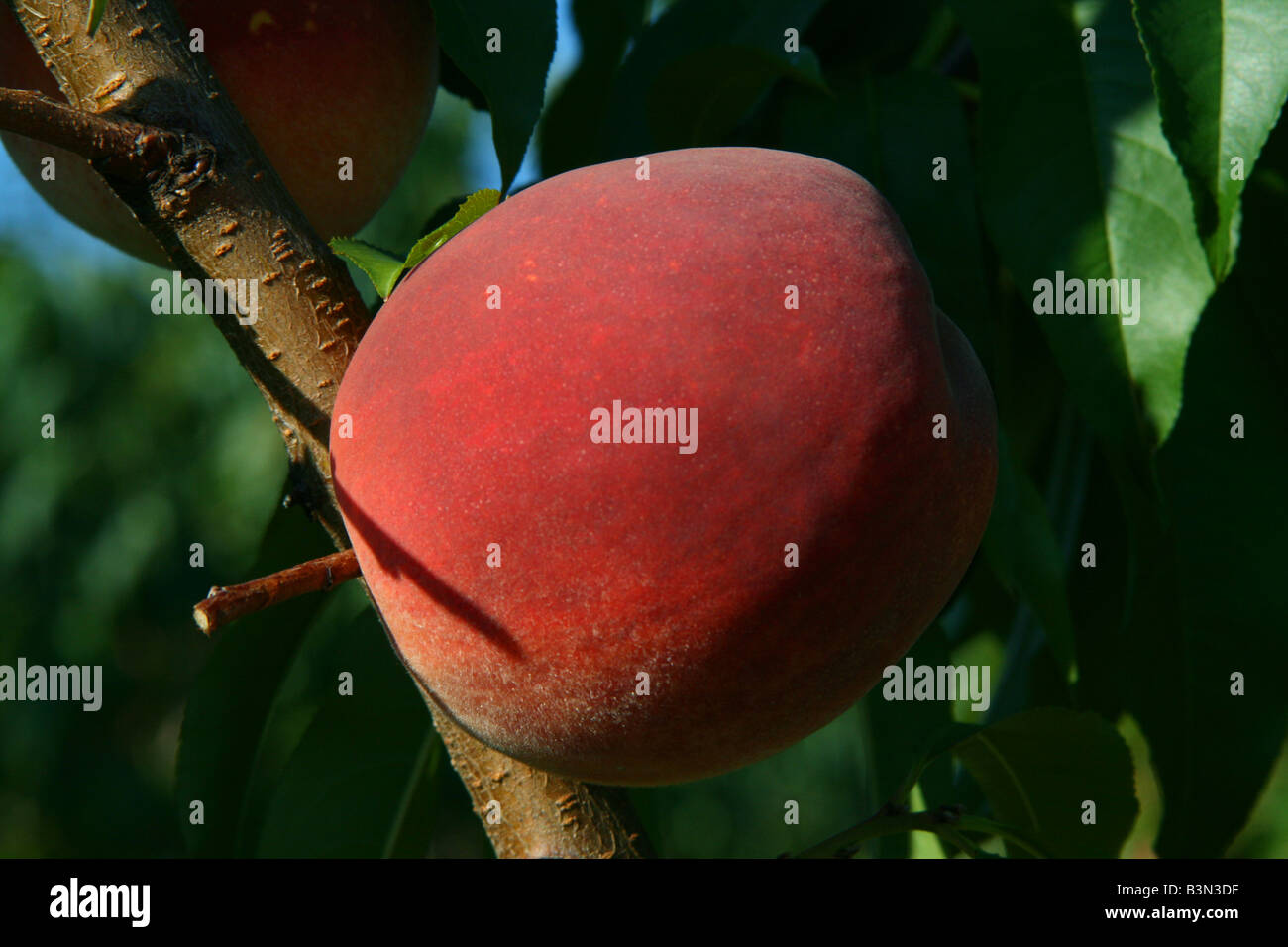 Peach growing orchard hi-res stock photography and images - Alamy