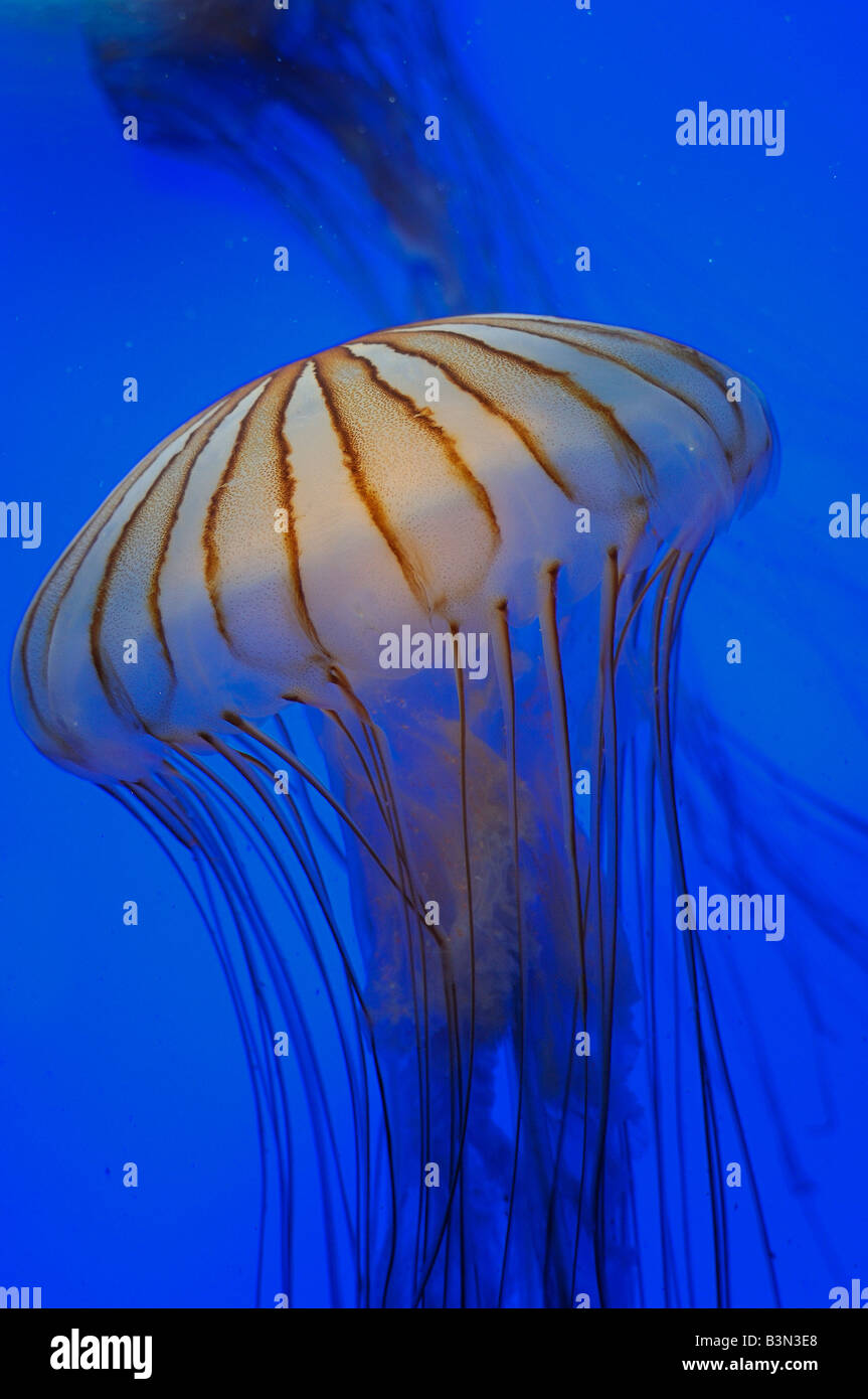 Pacific sea nettle Chrysaora melanaster captive Stock Photo - Alamy