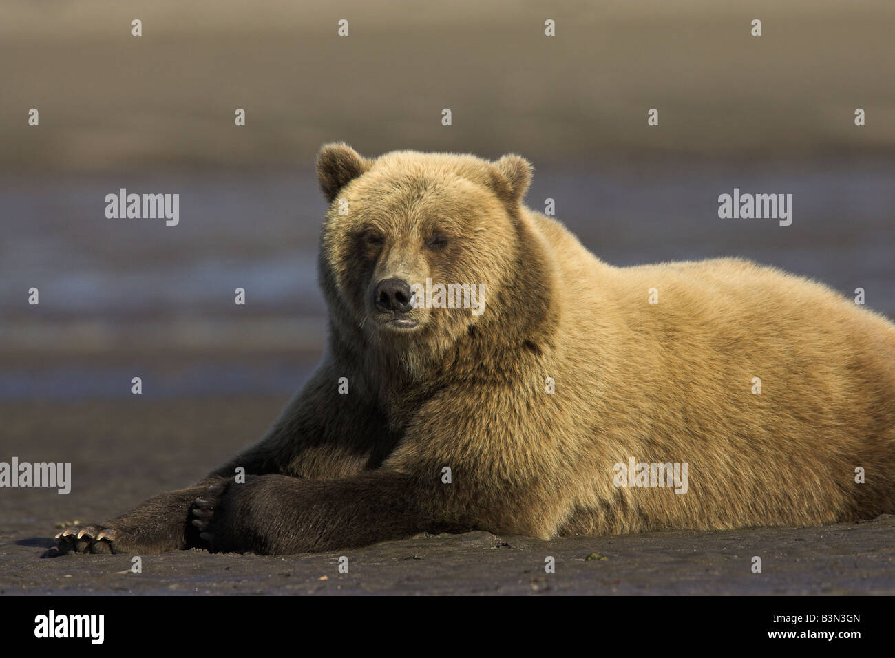 Closed eye brown bear hi-res stock photography and images - Alamy