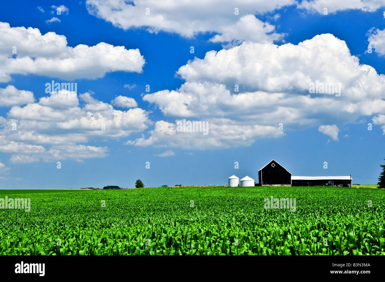 Rural summer landscape with green corn field and a farm Stock Photo - Alamy