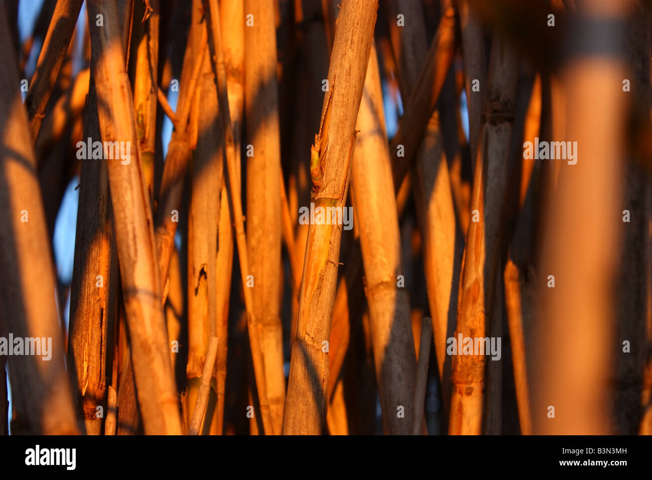a clump of bamboo stalks in a paddock in rural australia at sunset ...