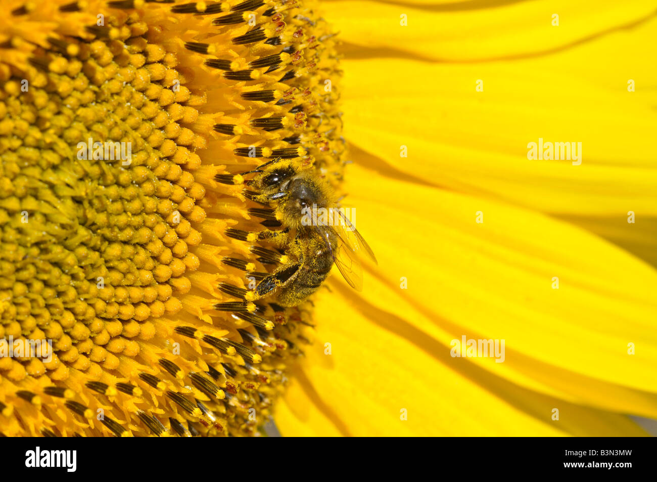 A bee gathering pollen on a sunflower Stock Photo - Alamy