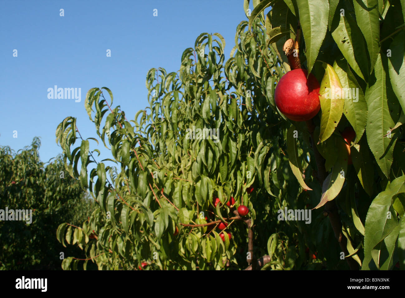 Fuzzless peach hi-res stock photography and images - Alamy