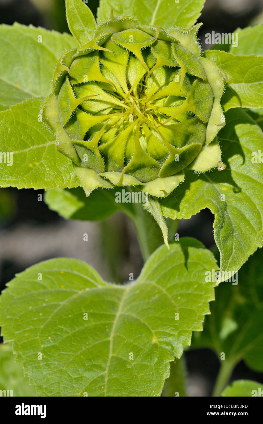 Sunflower Bud Detail High Resolution Stock Photography and Images - Alamy