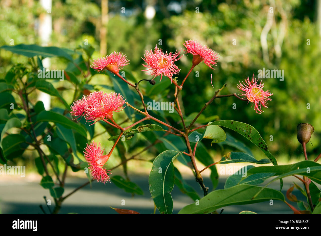 Australian Flowering Gum Stock Photo - Alamy