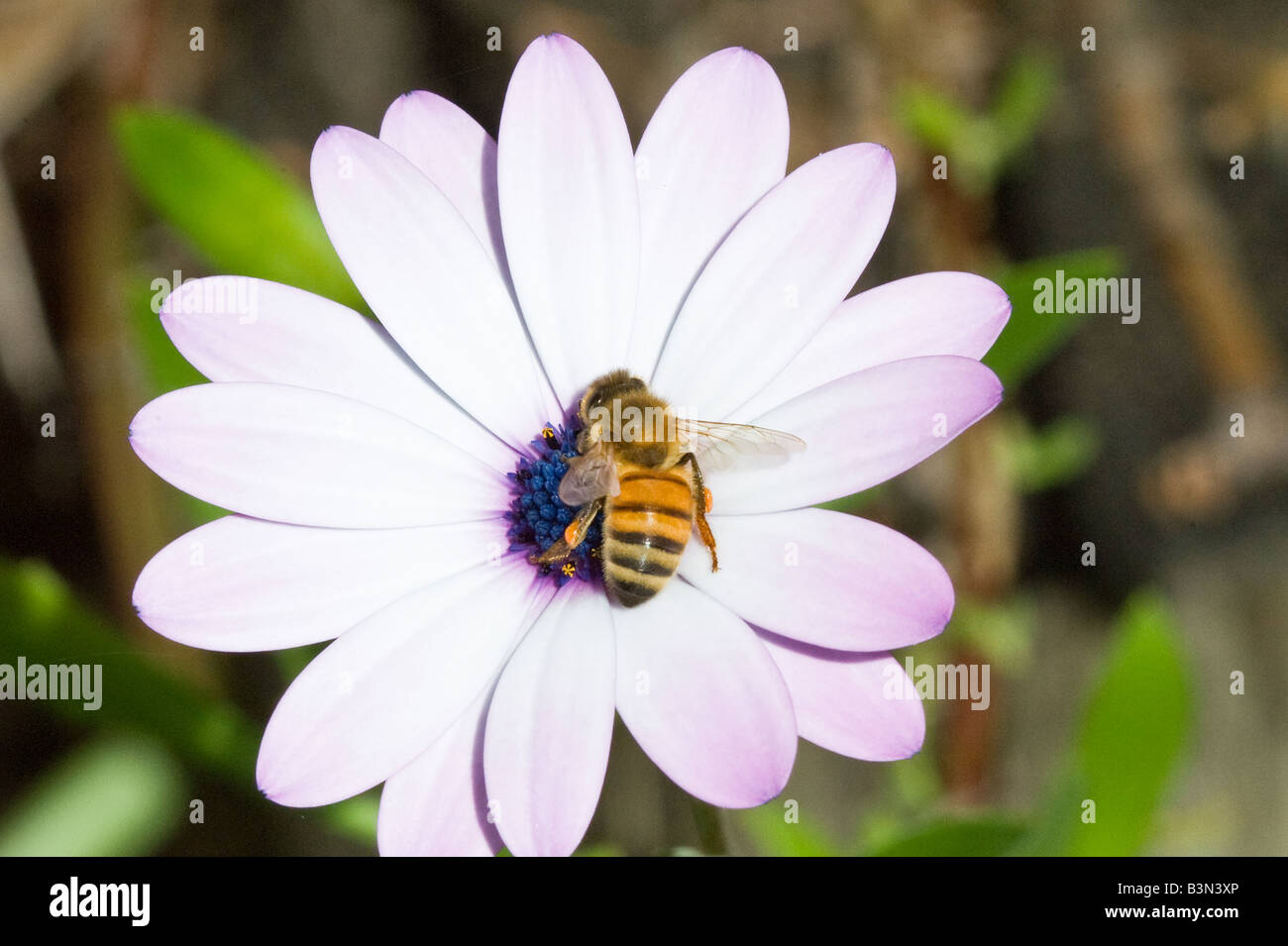 Bee on flower Stock Photo - Alamy