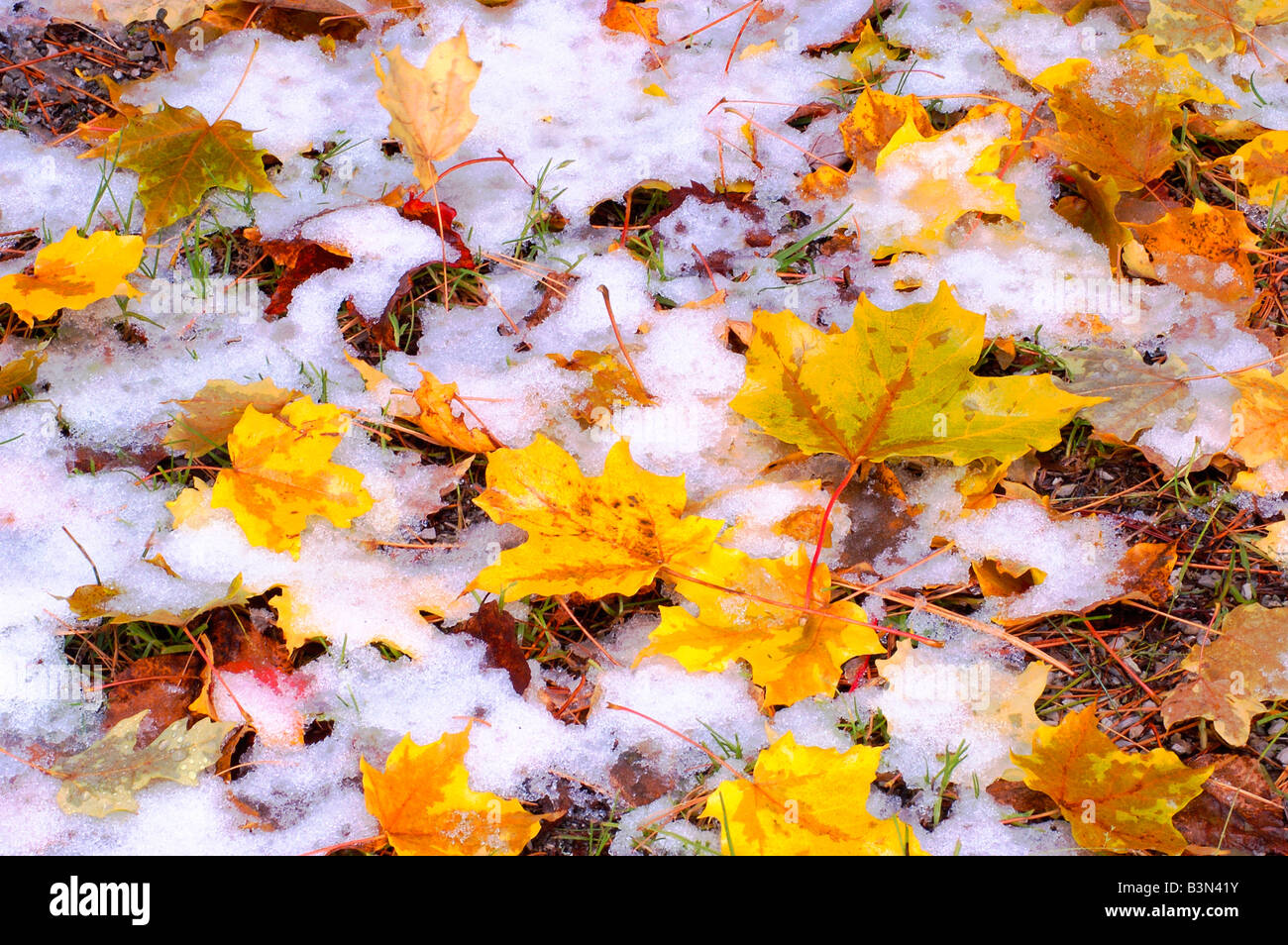 snow on leaves in fall Stock Photo - Alamy