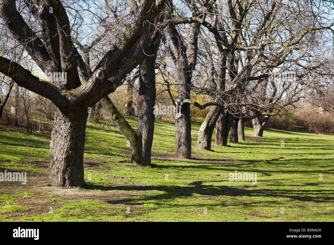 Prague Trees High Resolution Stock Photography and Images - Alamy