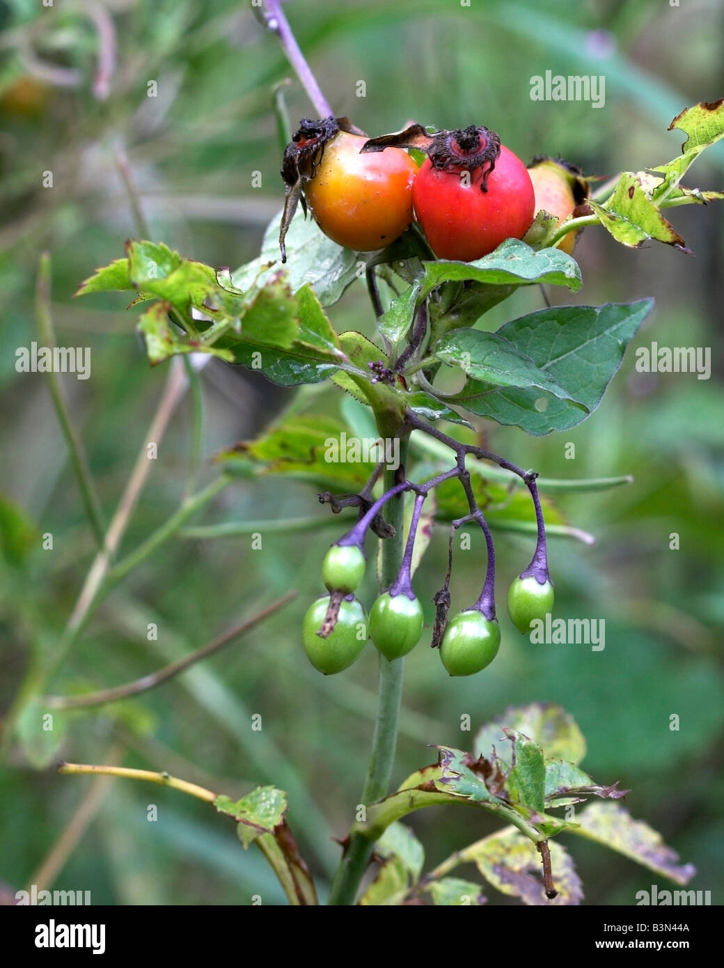 Rosa canina berries hi-res stock photography and images - Alamy