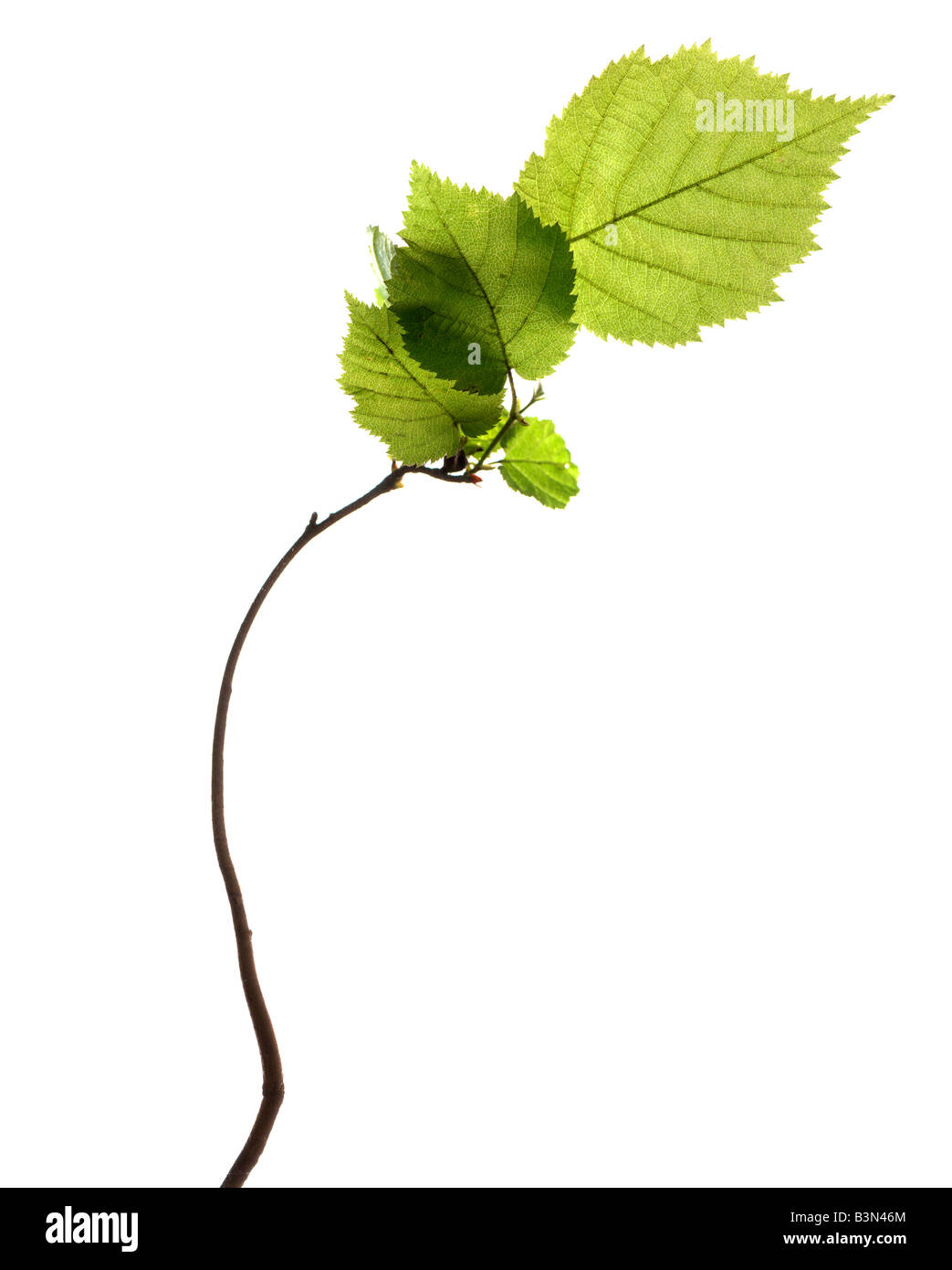 Hazelnut shoots hi-res stock photography and images - Alamy