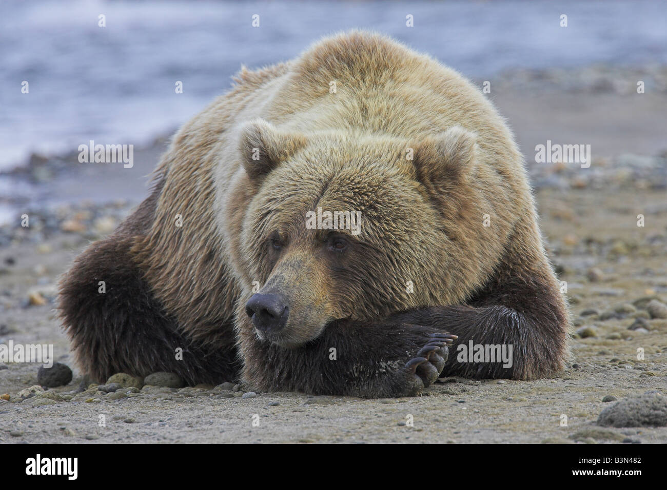 Grizzly Bear Ursus arctos female lying down on front paw in Hallo Bay ...