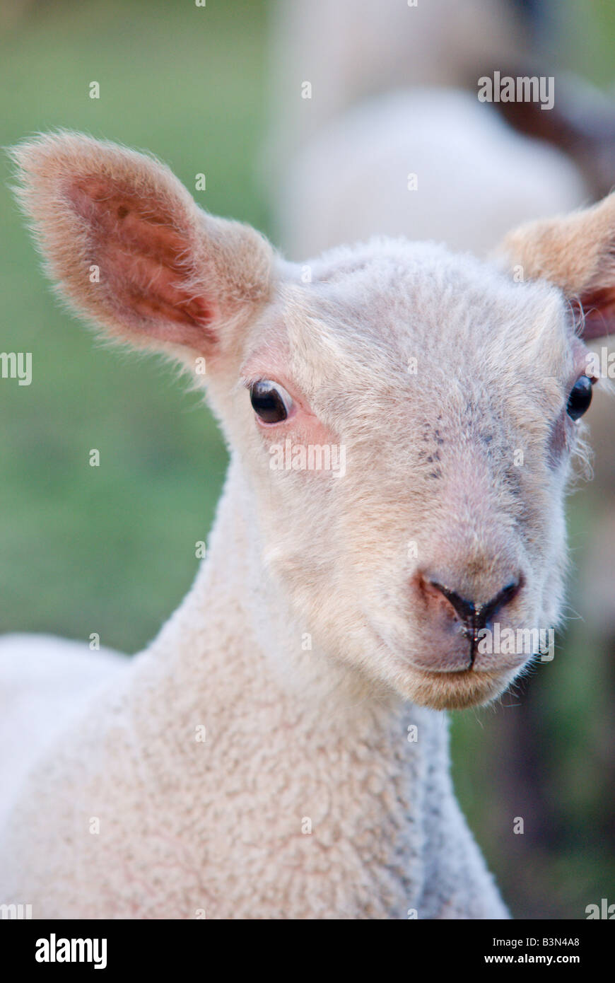 Lambs face hi-res stock photography and images - Alamy