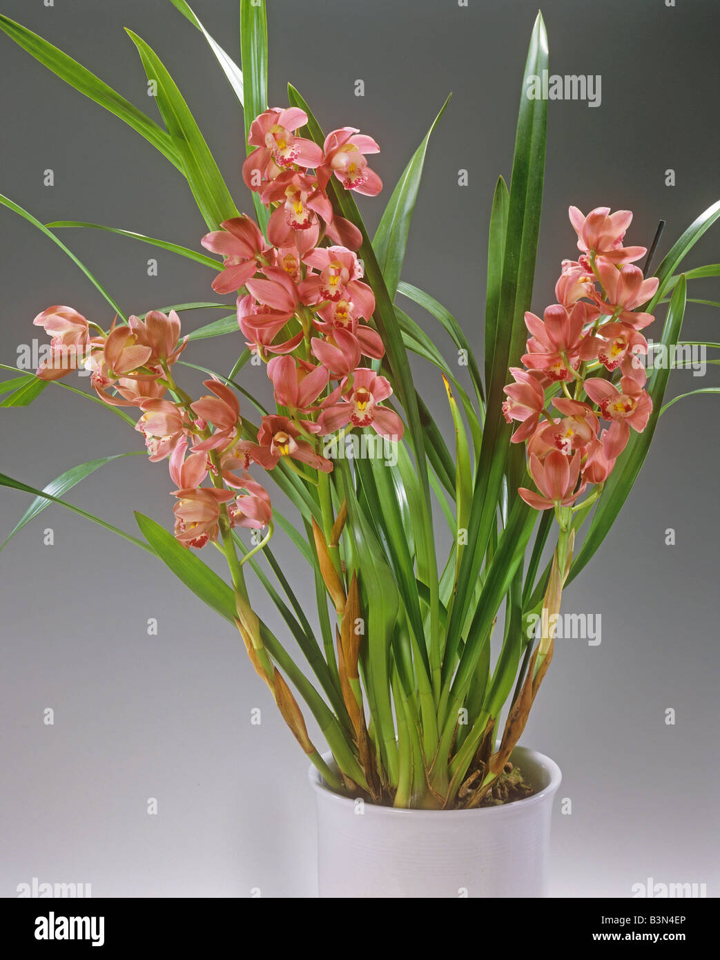 orchid (Cymbidium) / Cymbidium Stock Photo - Alamy