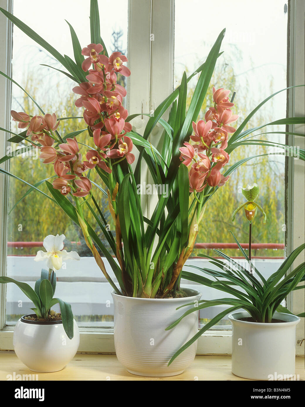 different orchids in front of the window Stock Photo - Alamy