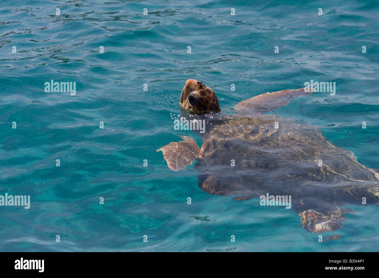 Loggerhead Turtle swimming Stock Photo - Alamy