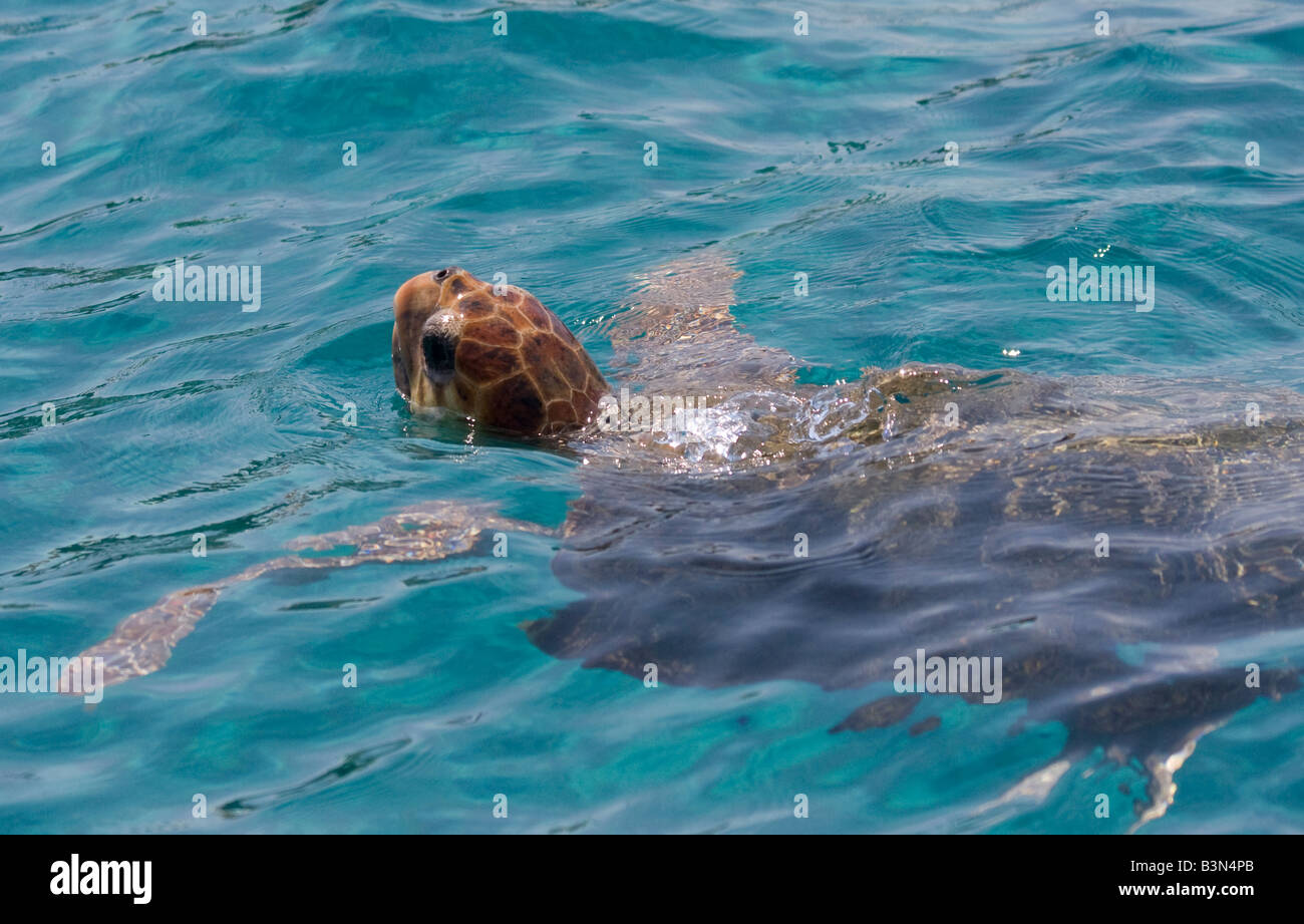 Loggerhead turtle greece hi-res stock photography and images - Alamy