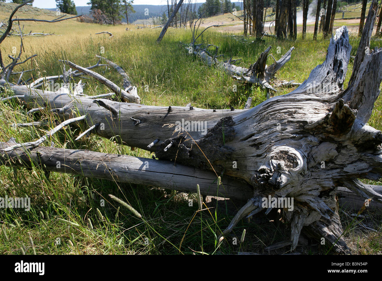 nature scene,yellowstone national park Stock Photo - Alamy