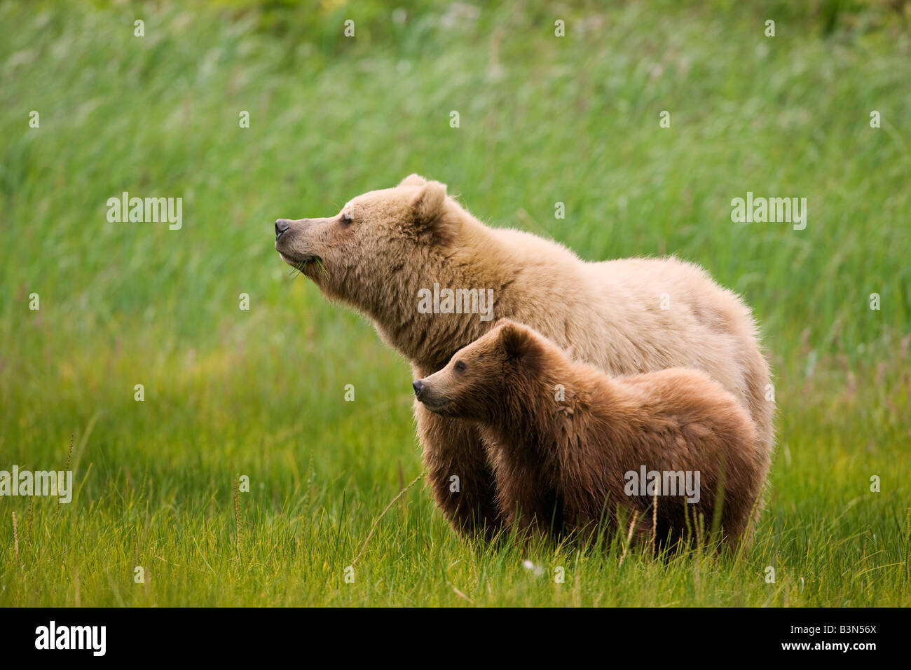 A Grizzly Bear sow with cub Lake Clark National Park Alaska Stock Photo ...
