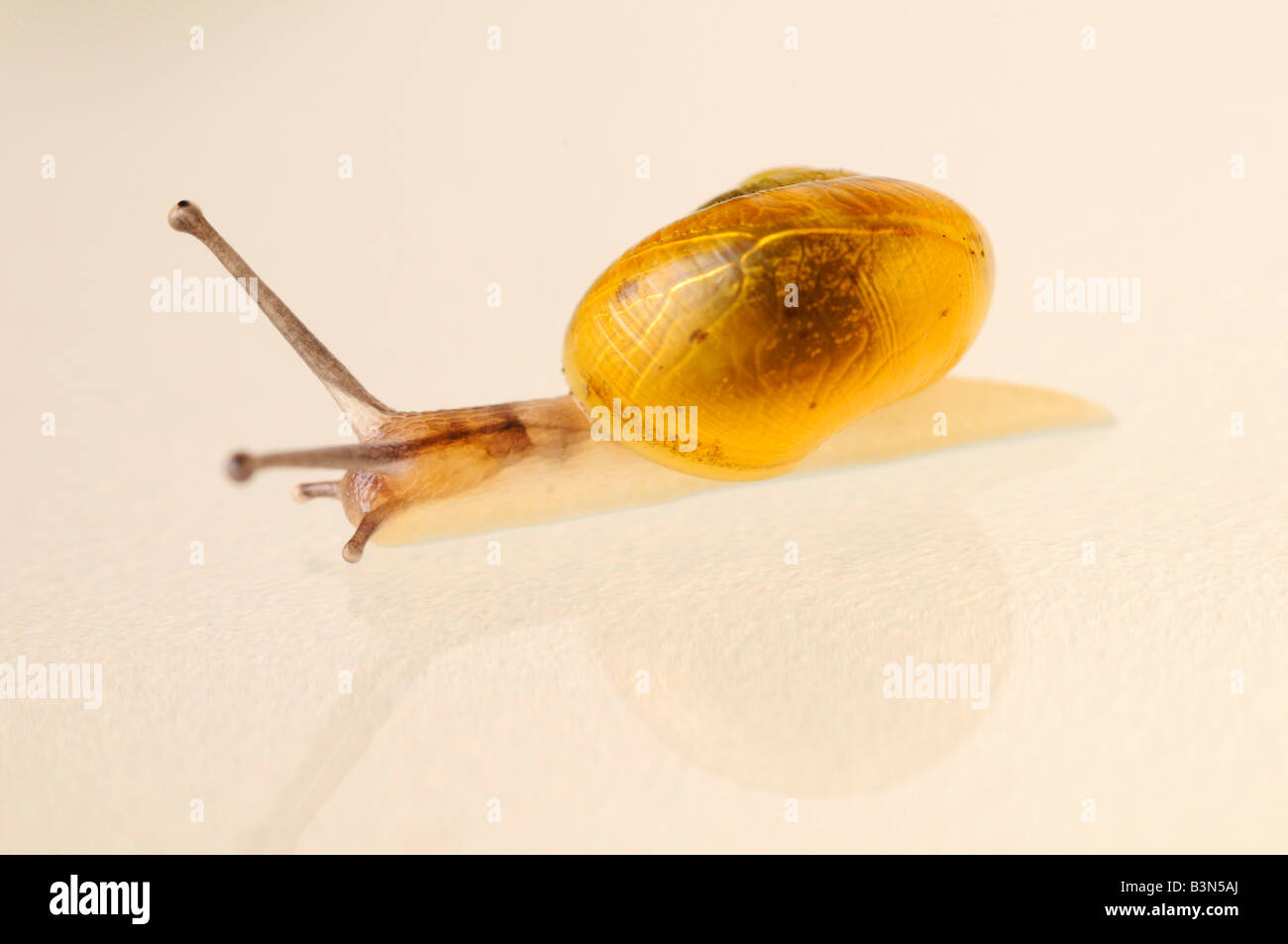 small yellow snail Stock Photo - Alamy