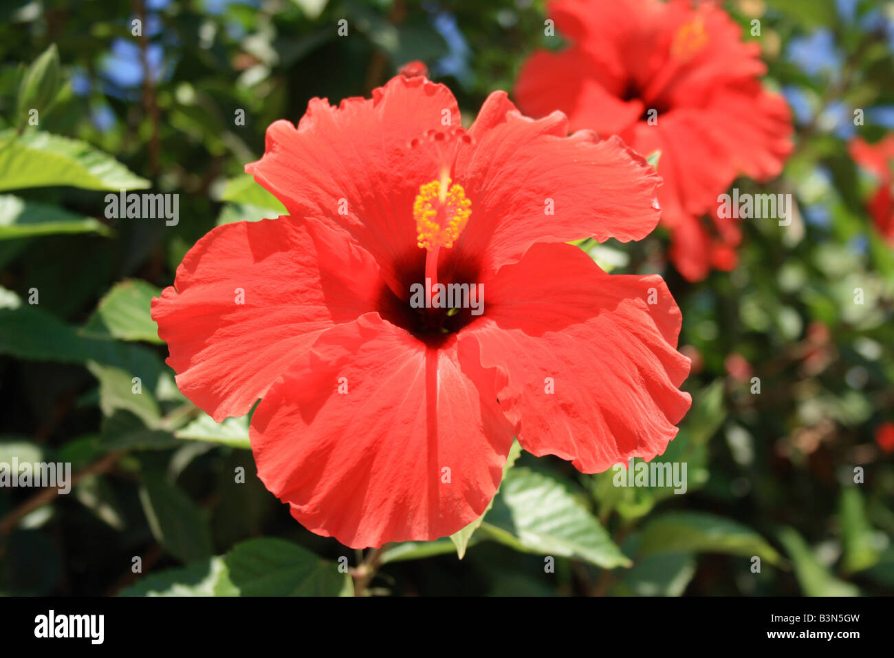 Hibiscus flower taken in full sun Stock Photo - Alamy