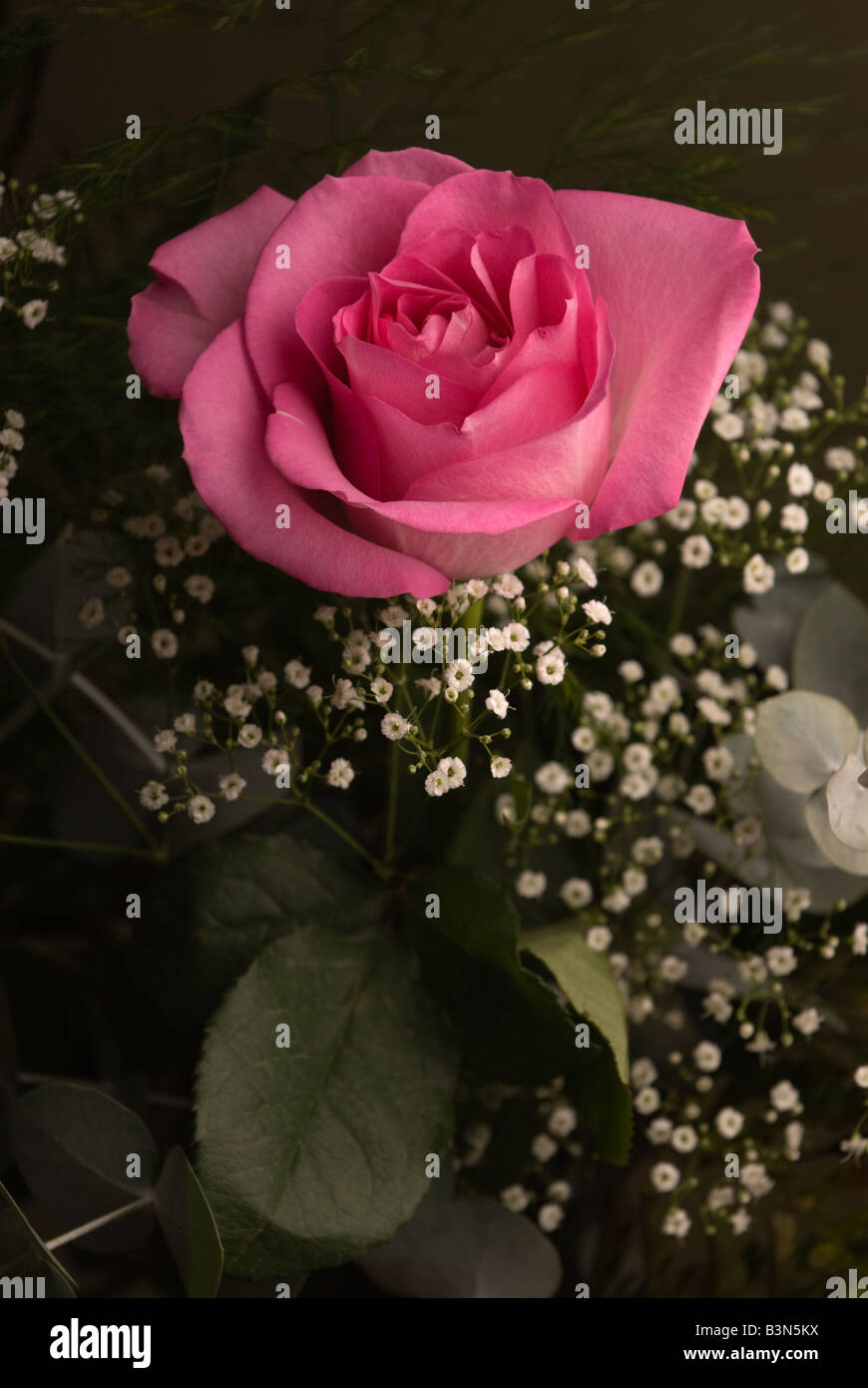 Baby pink rose flower hi-res stock photography and images - Alamy