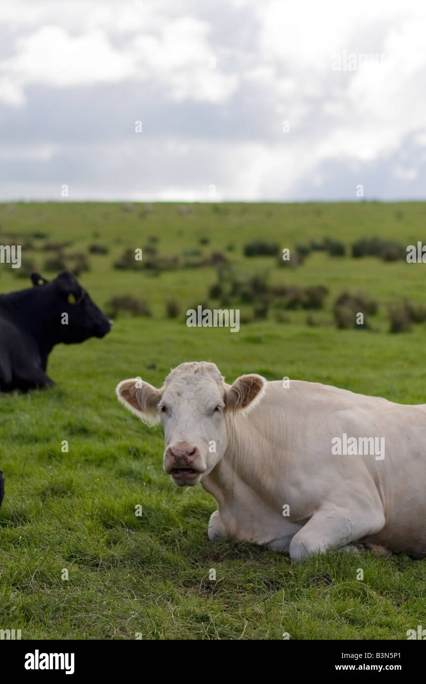 Cows lying down in a field hi-res stock photography and images - Alamy