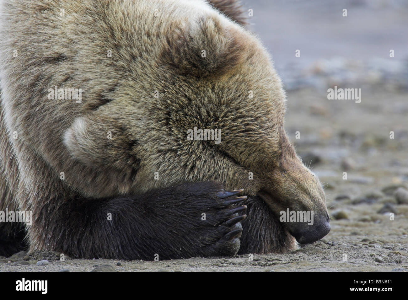 Grizzly Bear Ursus arctos female lying down on front paw in Hallo Bay ...