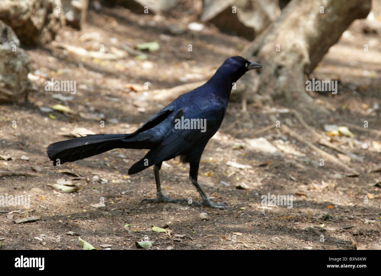 Grackle ornithology hi-res stock photography and images - Alamy