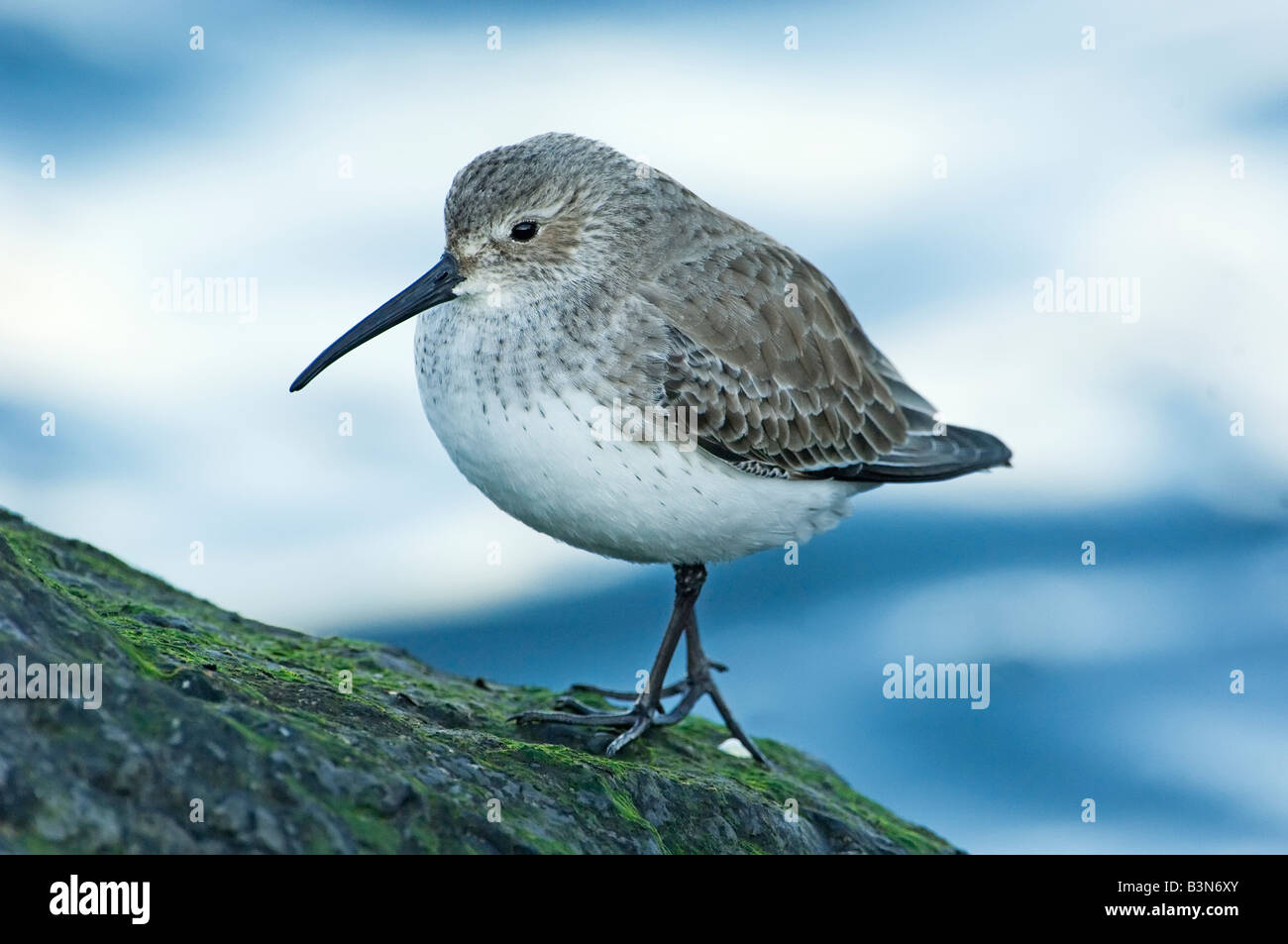 Dunlin birds hi-res stock photography and images - Alamy