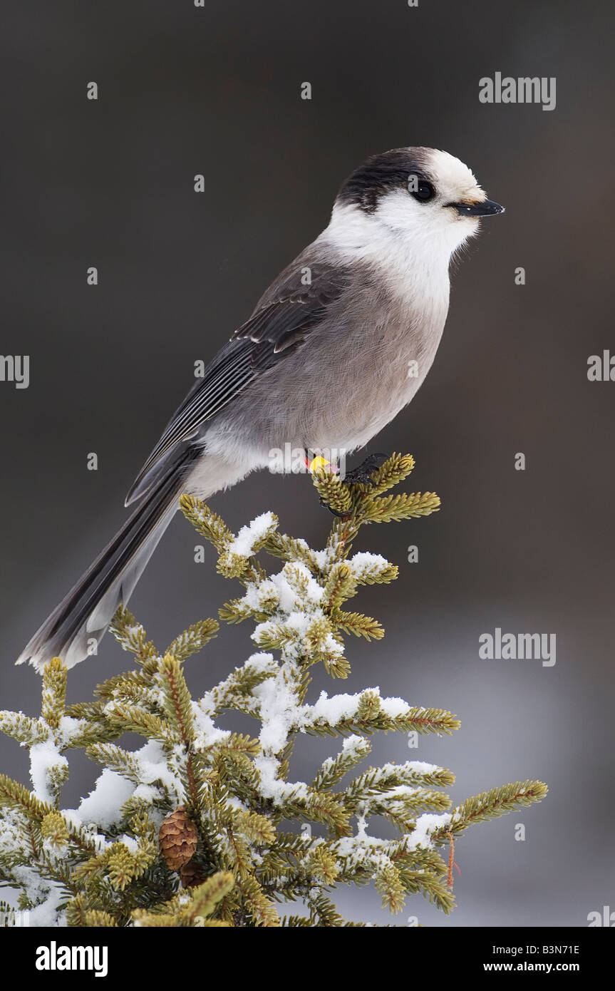 Gray Jay perched on spruce in winter Stock Photo - Alamy