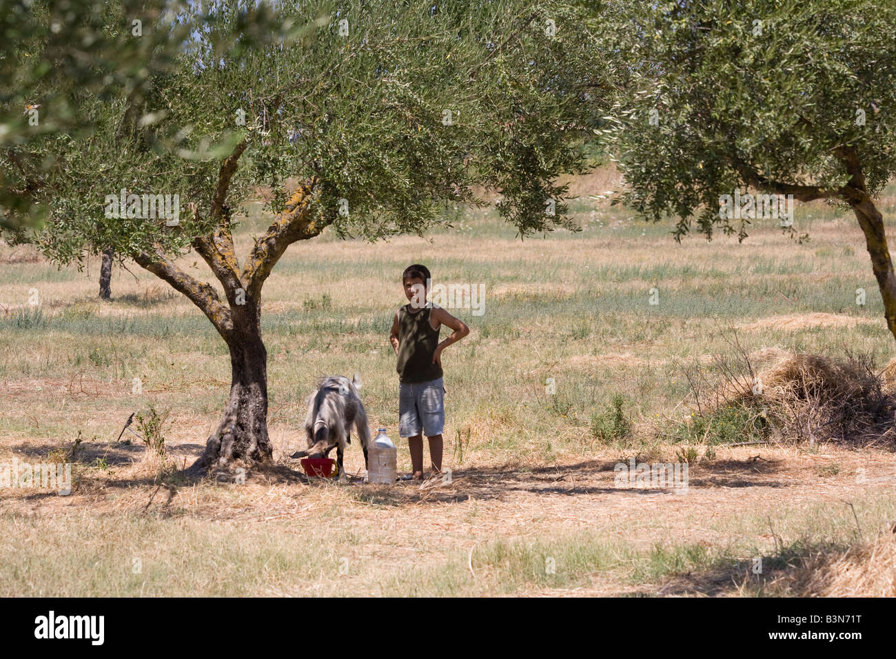 Young boy tending his goat Stock Photo - Alamy