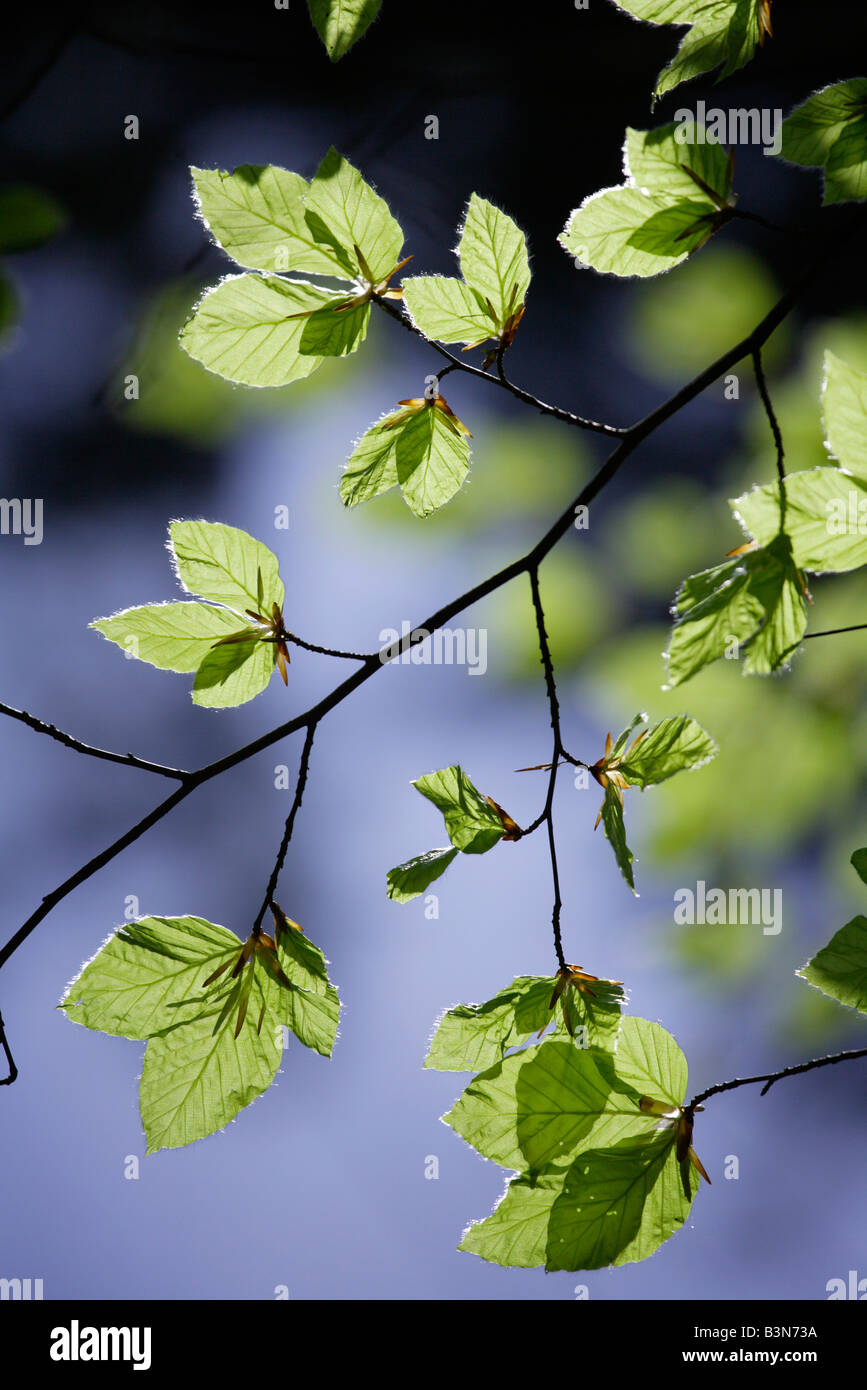 Leaves of red beech tree (Fagus silvatica), close-up Stock Photo - Alamy