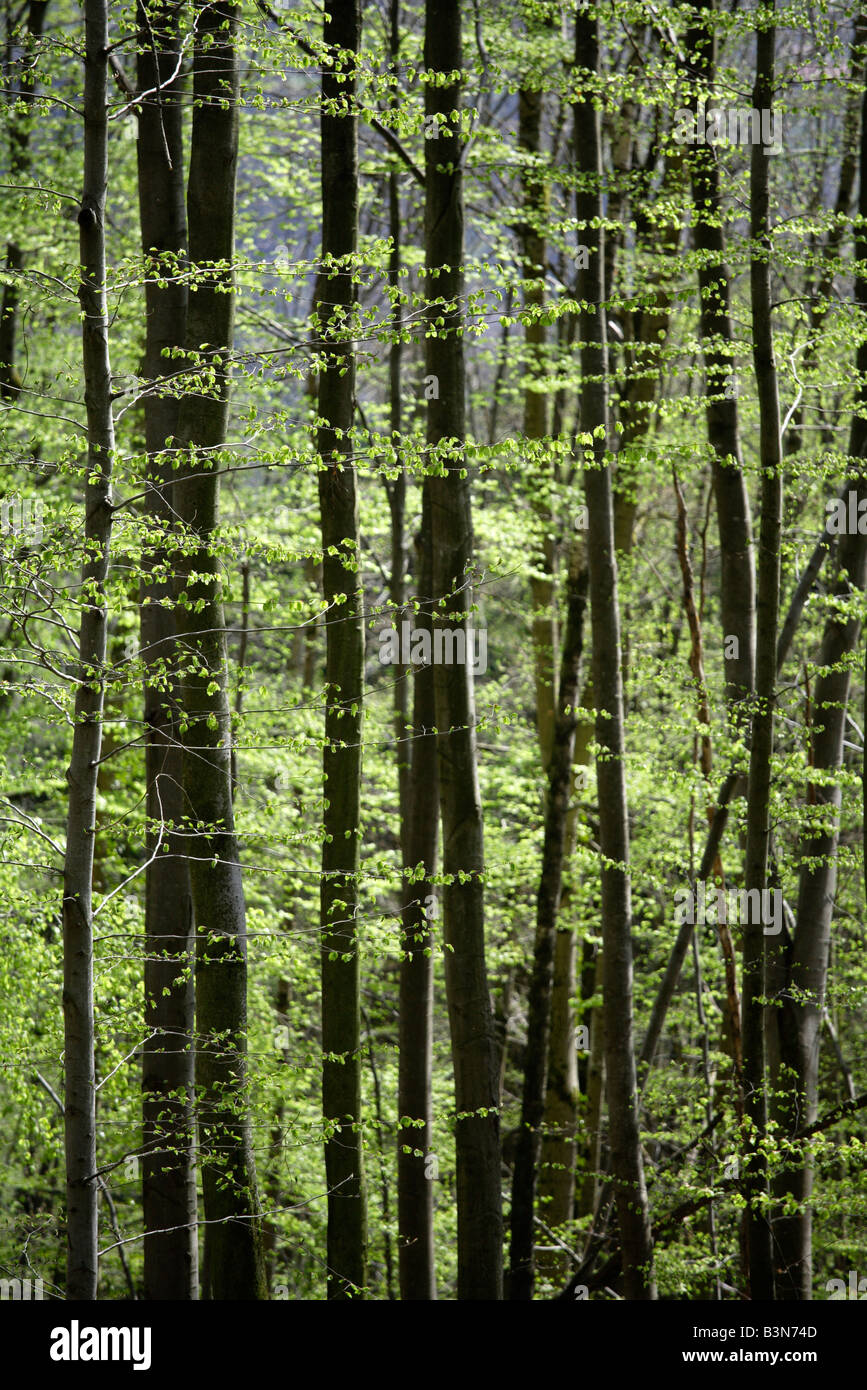 Red beech trees (Fagus sylvatica Stock Photo - Alamy