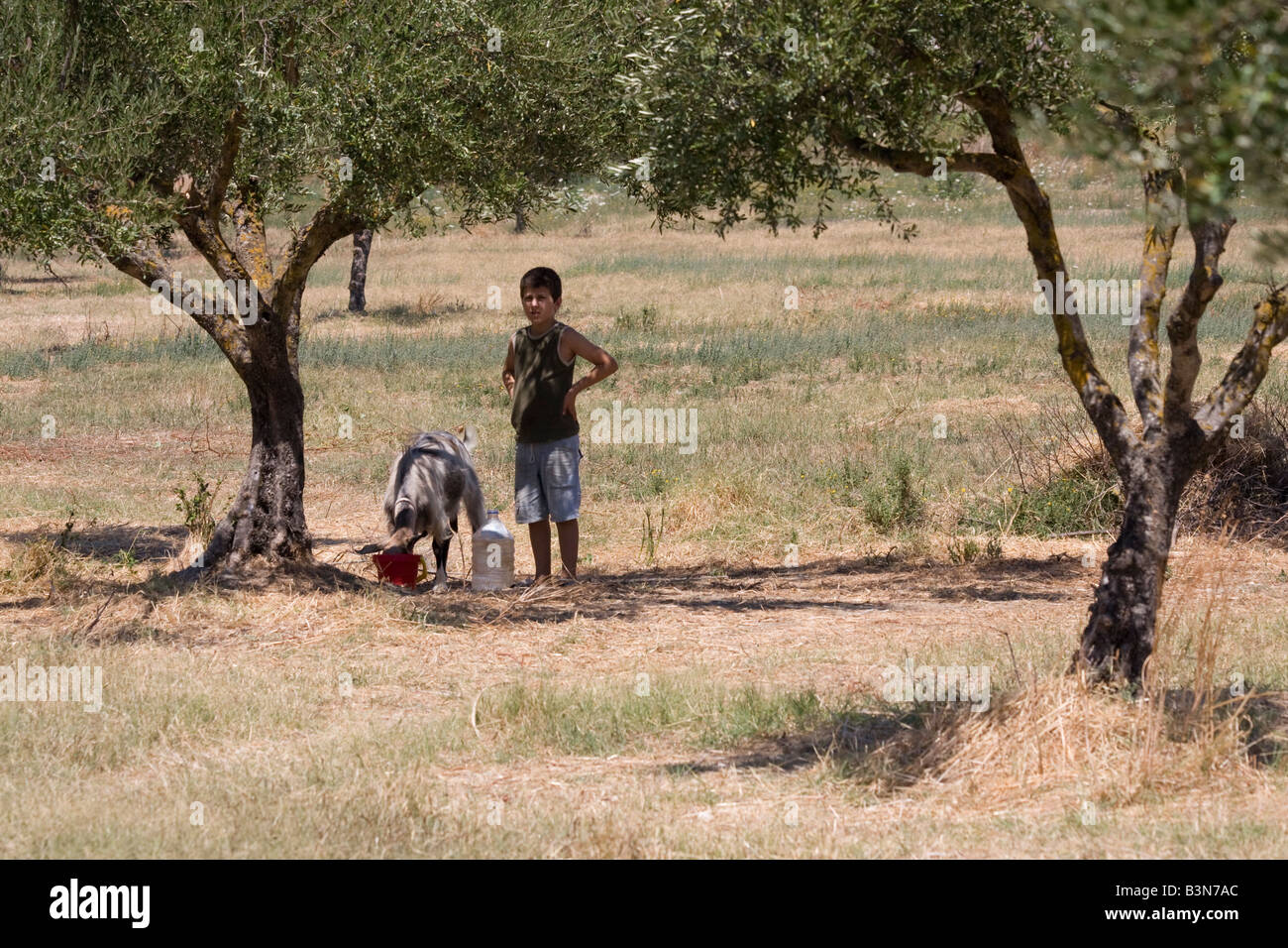 Young boy tending his goat Stock Photo - Alamy