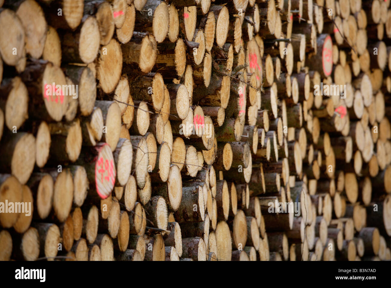 Stacked tree trunks with marking hi-res stock photography and images ...