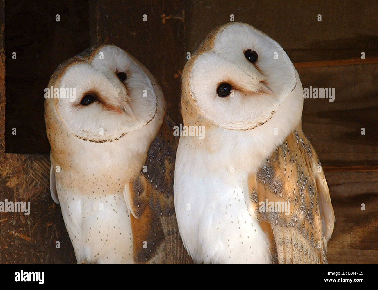 Owl barnowl hi-res stock photography and images - Alamy