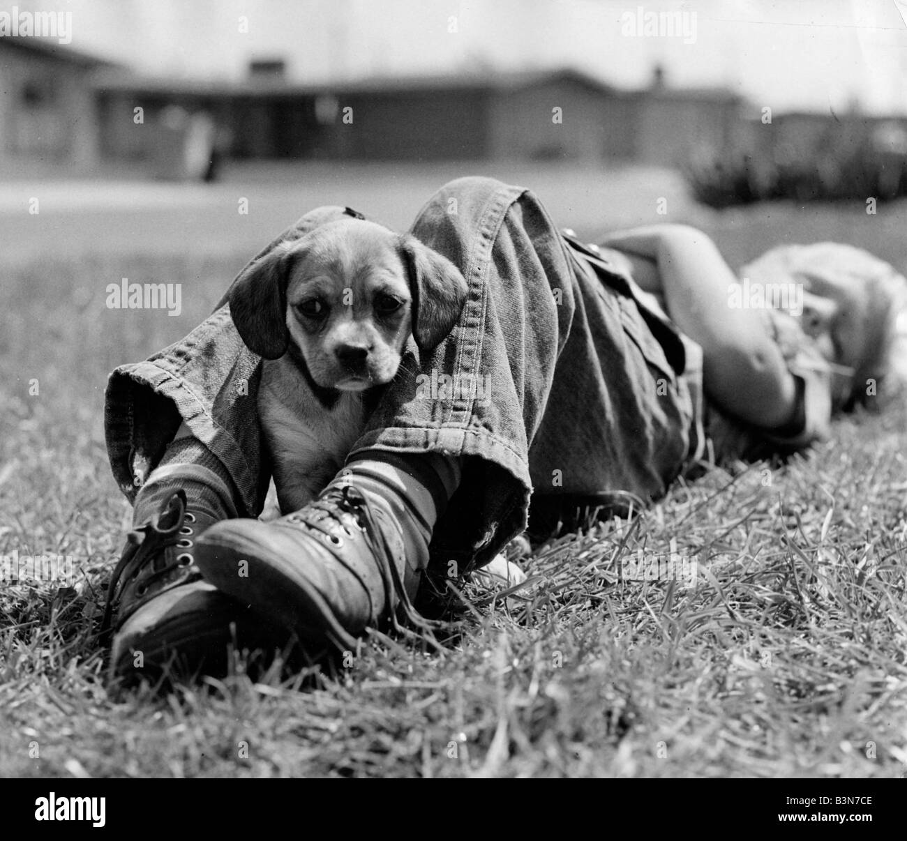 AMERICAN BOY WITH HIS DOG about 1956 Stock Photo - Alamy