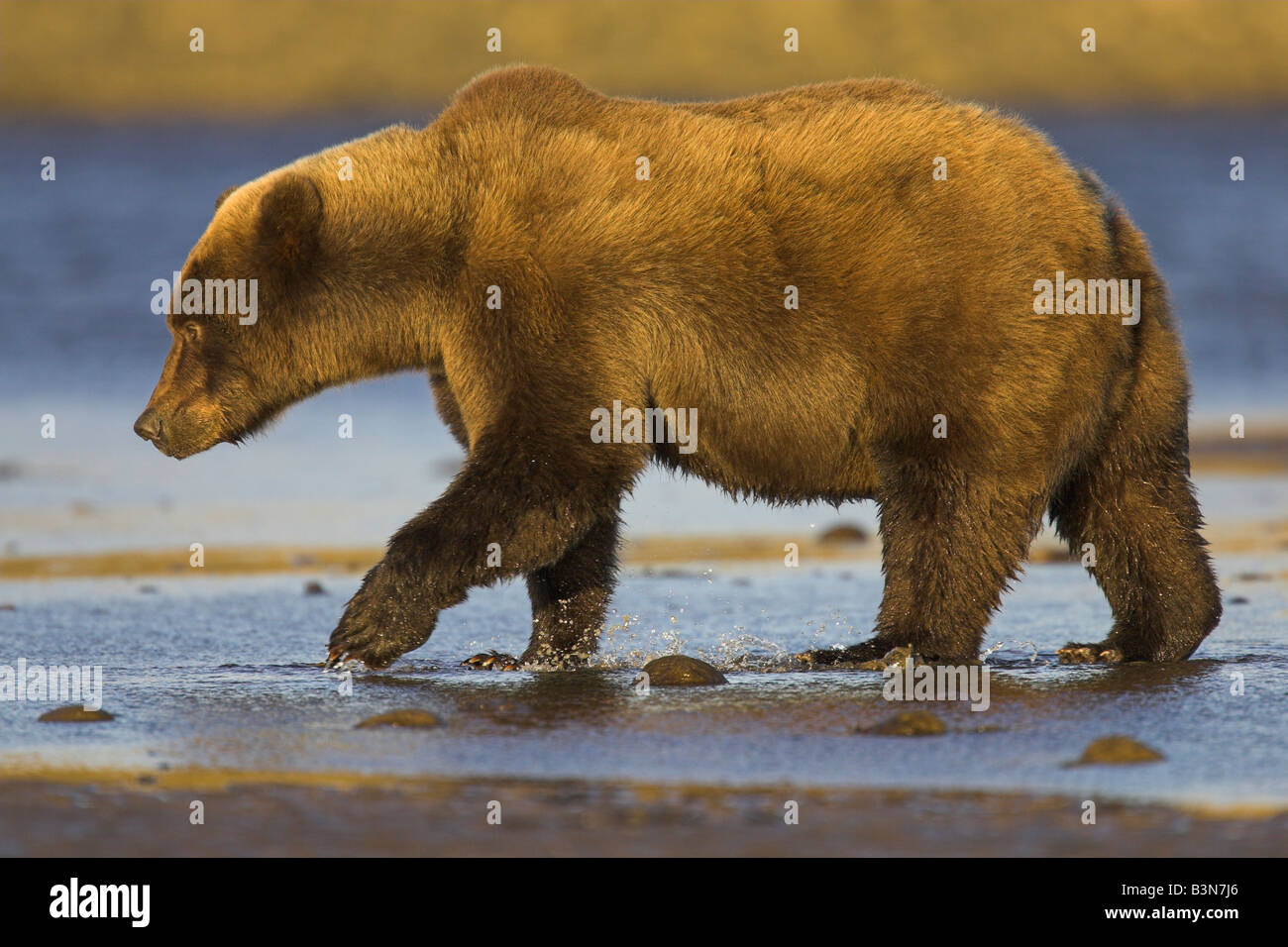 Grizzly Bear Ursus arctos adult walking along shoreline in Hallo Bay ...