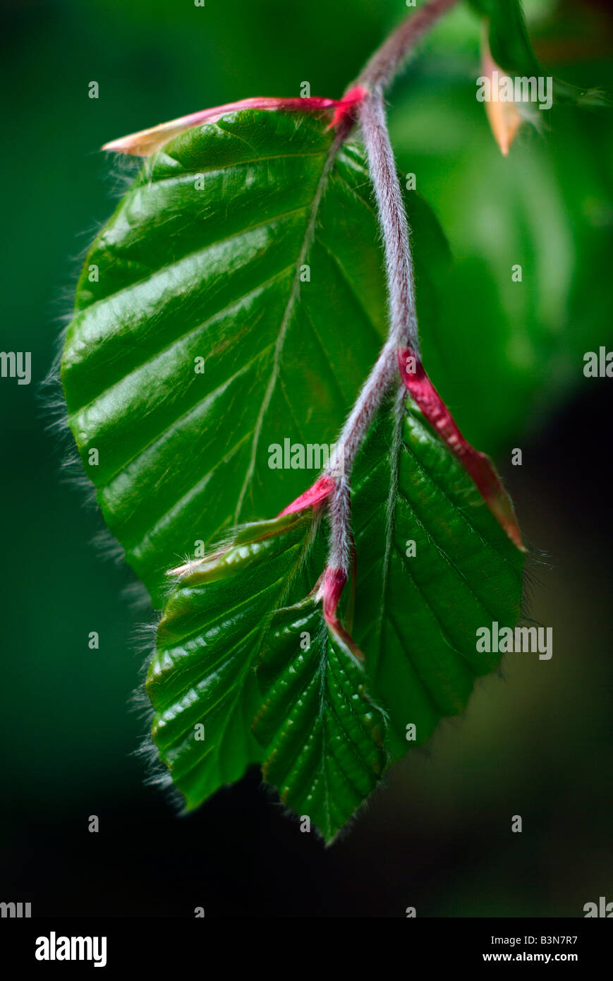 Leaf veins leaf common beech hi-res stock photography and images - Alamy