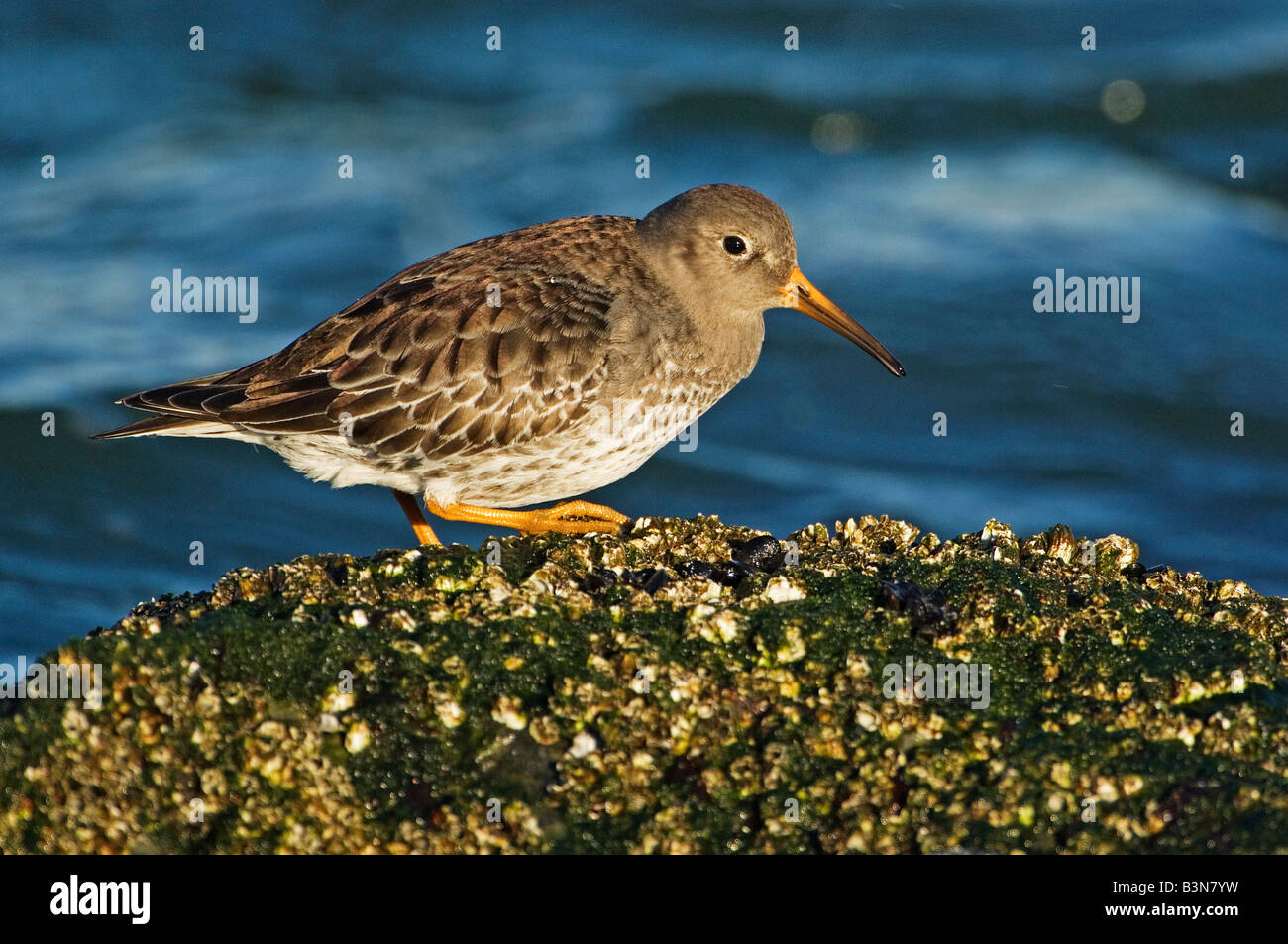 Barnacle encrusted rocks hi-res stock photography and images - Alamy
