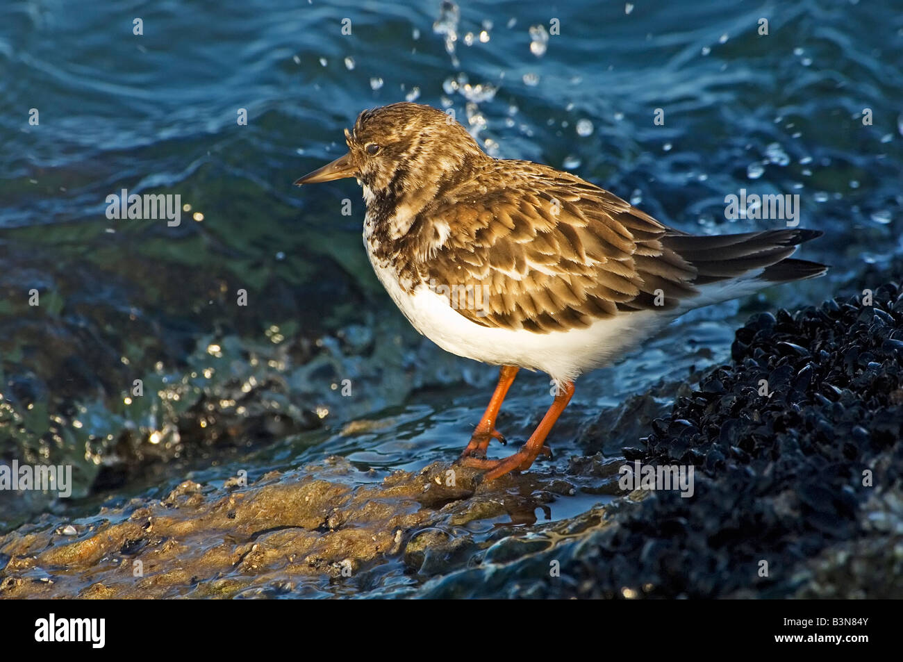 Turnstone in winter plumage hi-res stock photography and images - Alamy