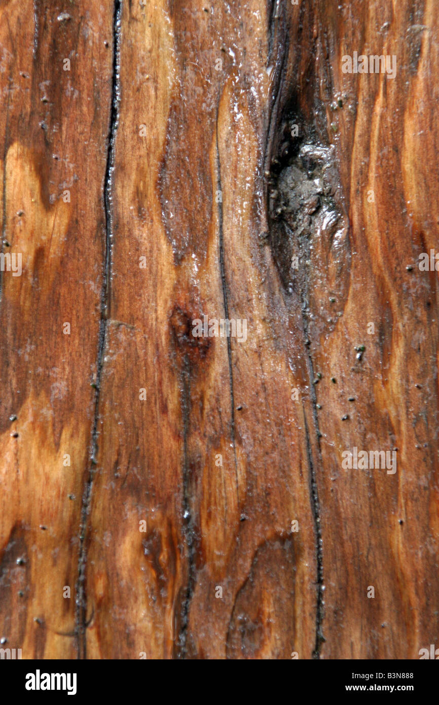 connifer tree trunk Stock Photo - Alamy