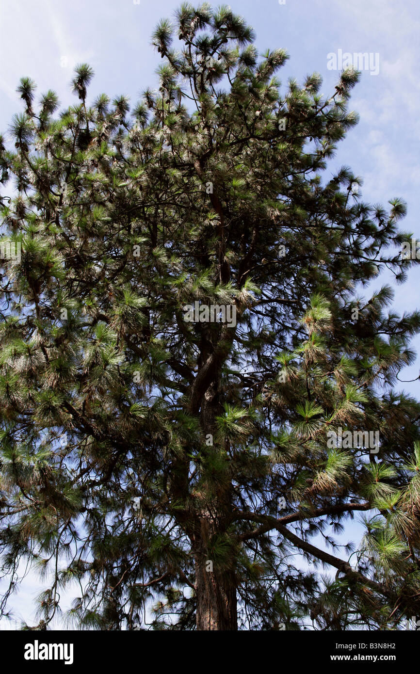 Ponderosa Pine aka Bull Pine or Western Yellow Pine, Pinus ponderosa ...