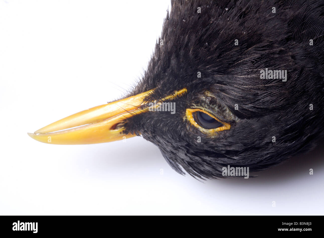 Blackbird (Turdus merula), dead, close up Stock Photo - Alamy