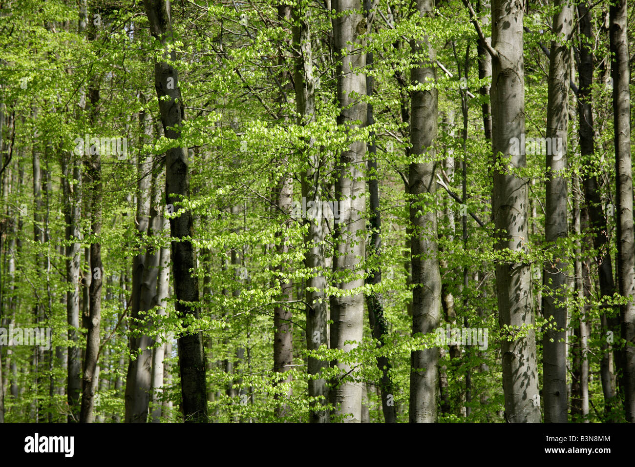 Red beech trees (Fagus sylvatica Stock Photo - Alamy
