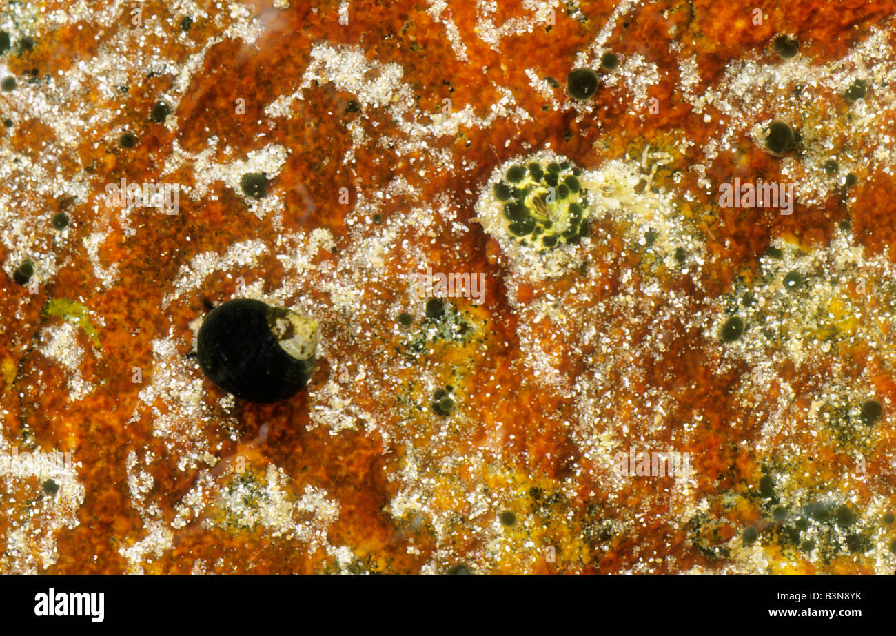 Snail trace hi-res stock photography and images - Alamy