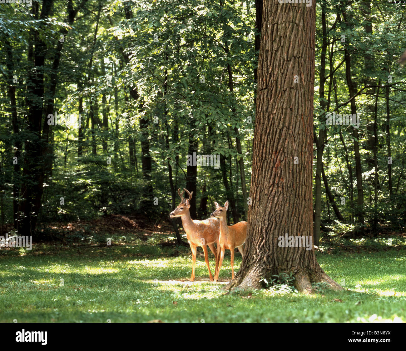 Two Deer near Woods Stock Photo - Alamy